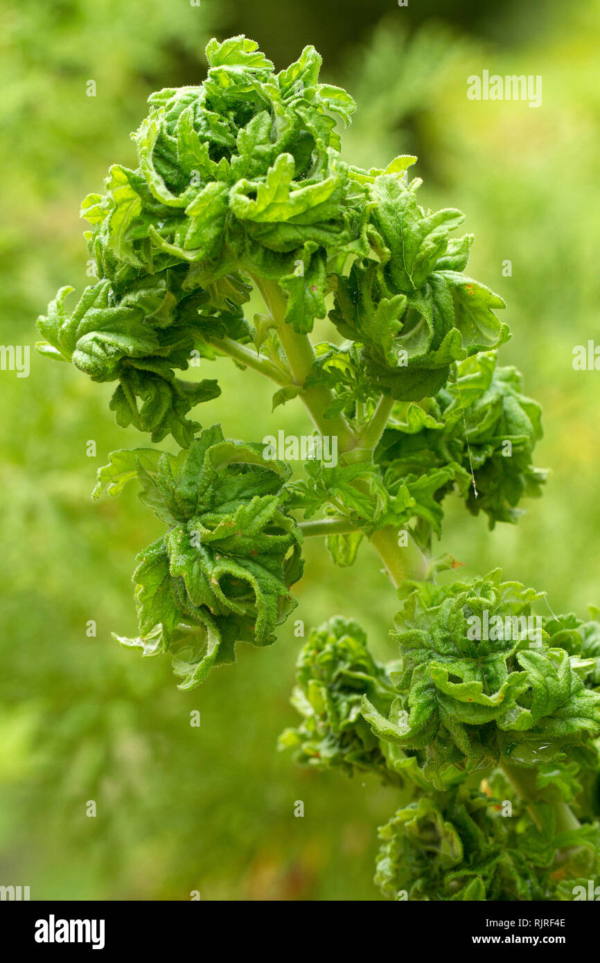 Sweet-scented Geranium (Pelargonium graveolens) 'Crispum' Stock Photo ...