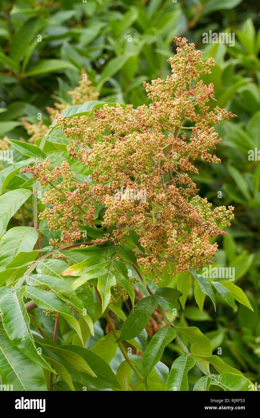 Winged sumac (Rhus copallinum Stock Photo - Alamy