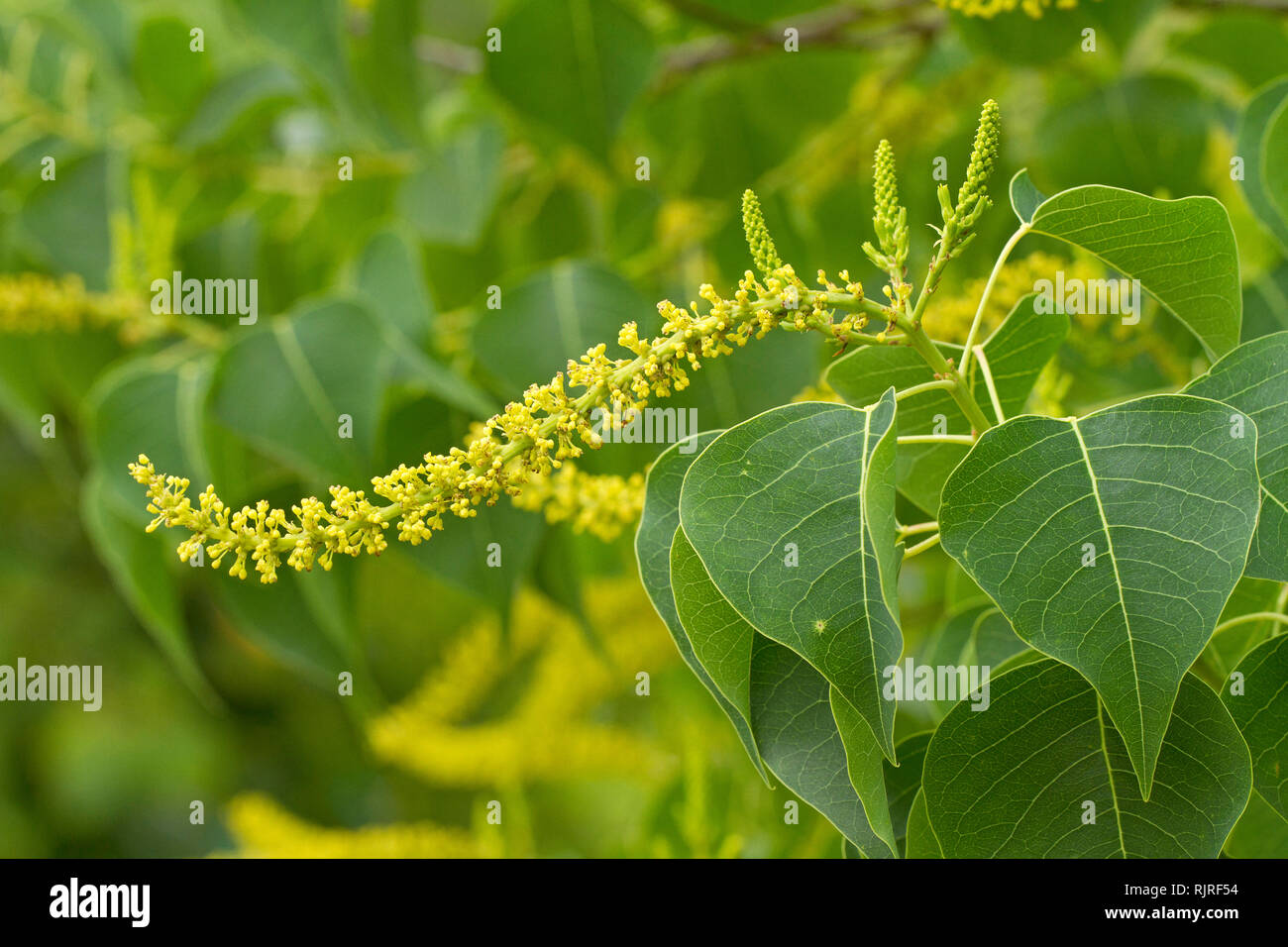 Florida aspen triadica sebifera hi-res stock photography and images - Alamy
