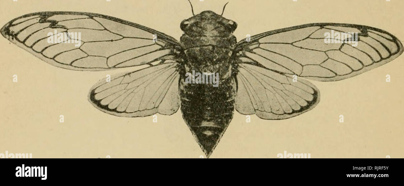 Brisbane insects hi-res stock photography and images - Alamy