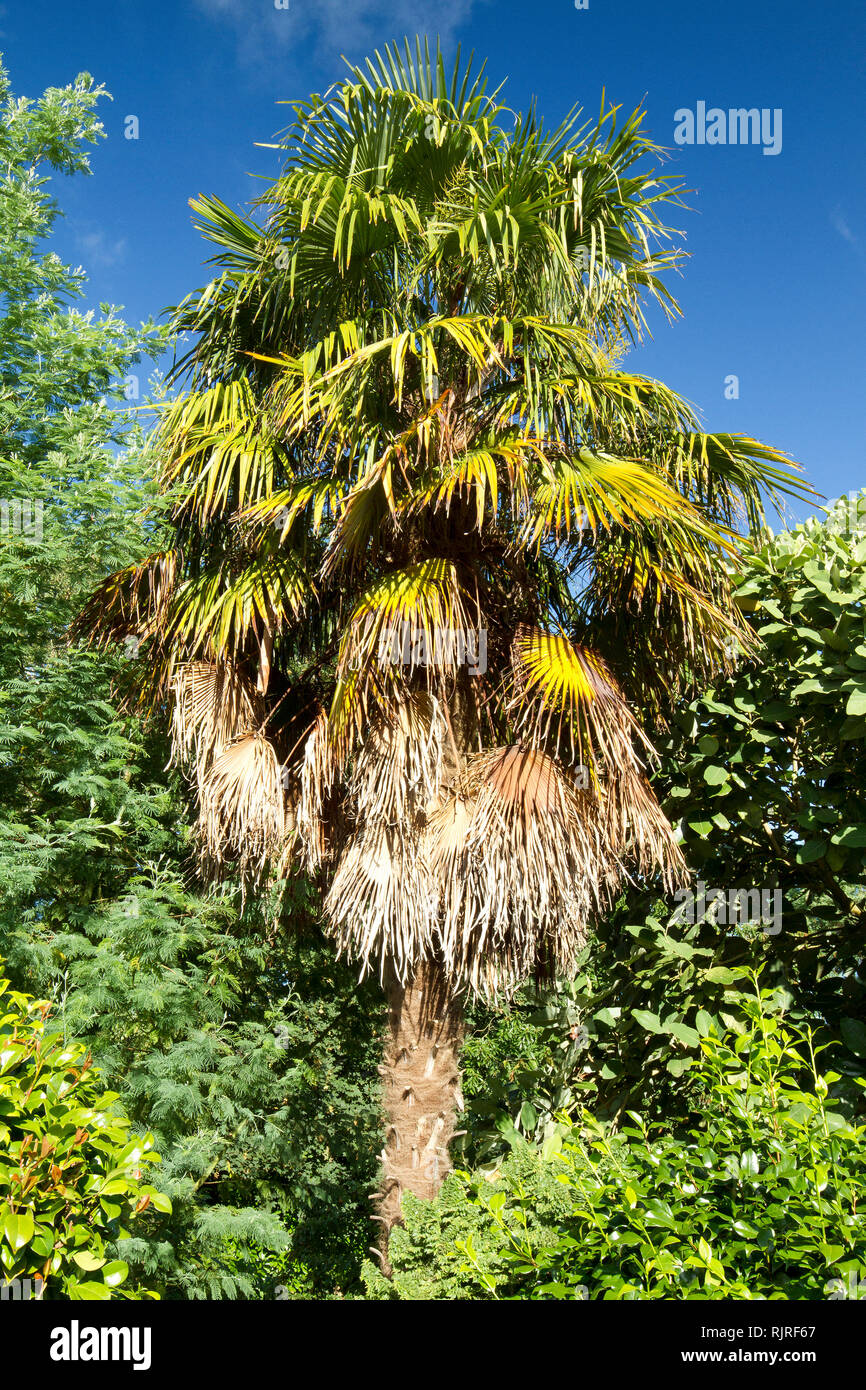 Chinese windmill palm (Trachycarpus fortunei Stock Photo - Alamy