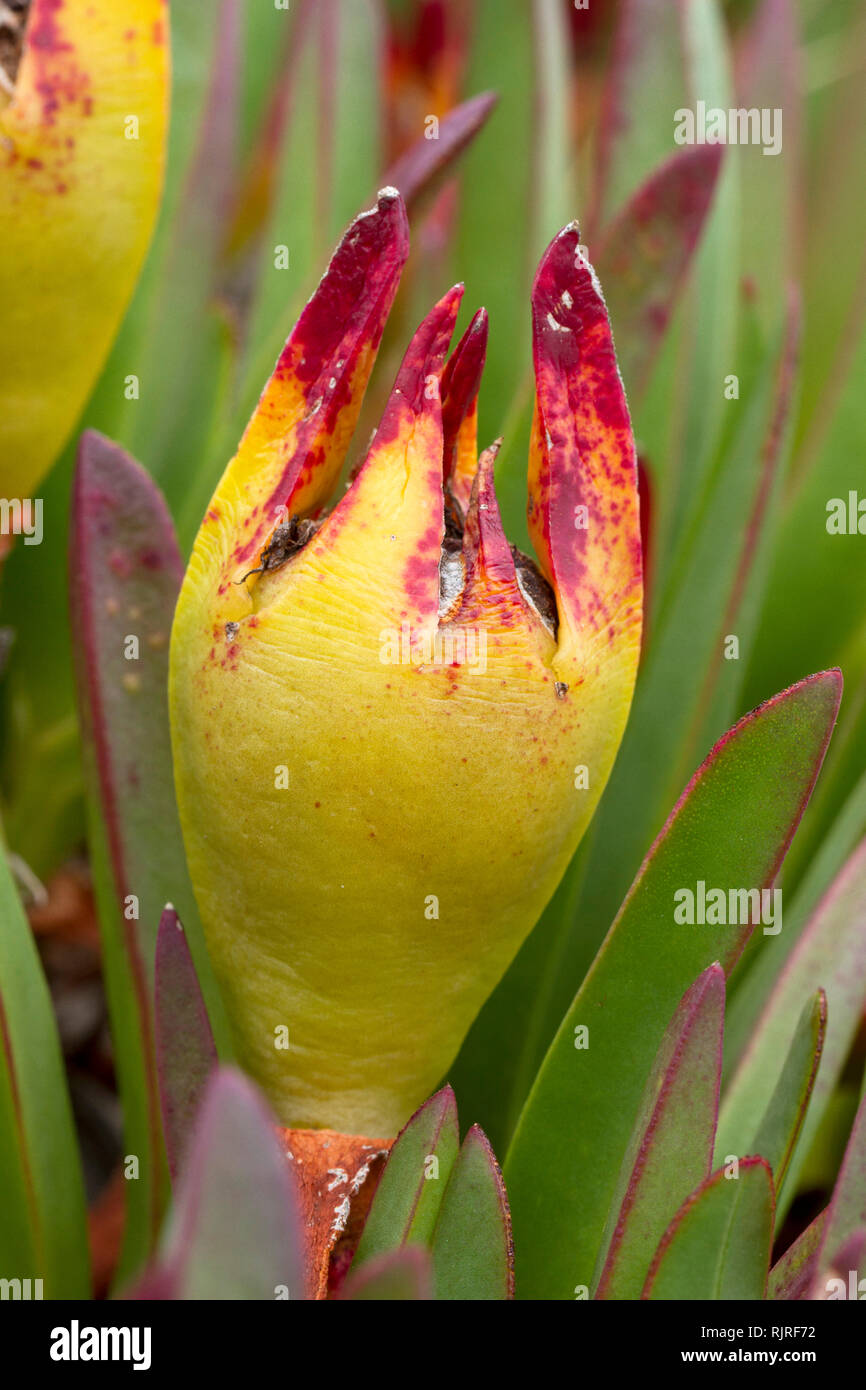 Carpobrotus edulis hi-res stock photography and images - Alamy