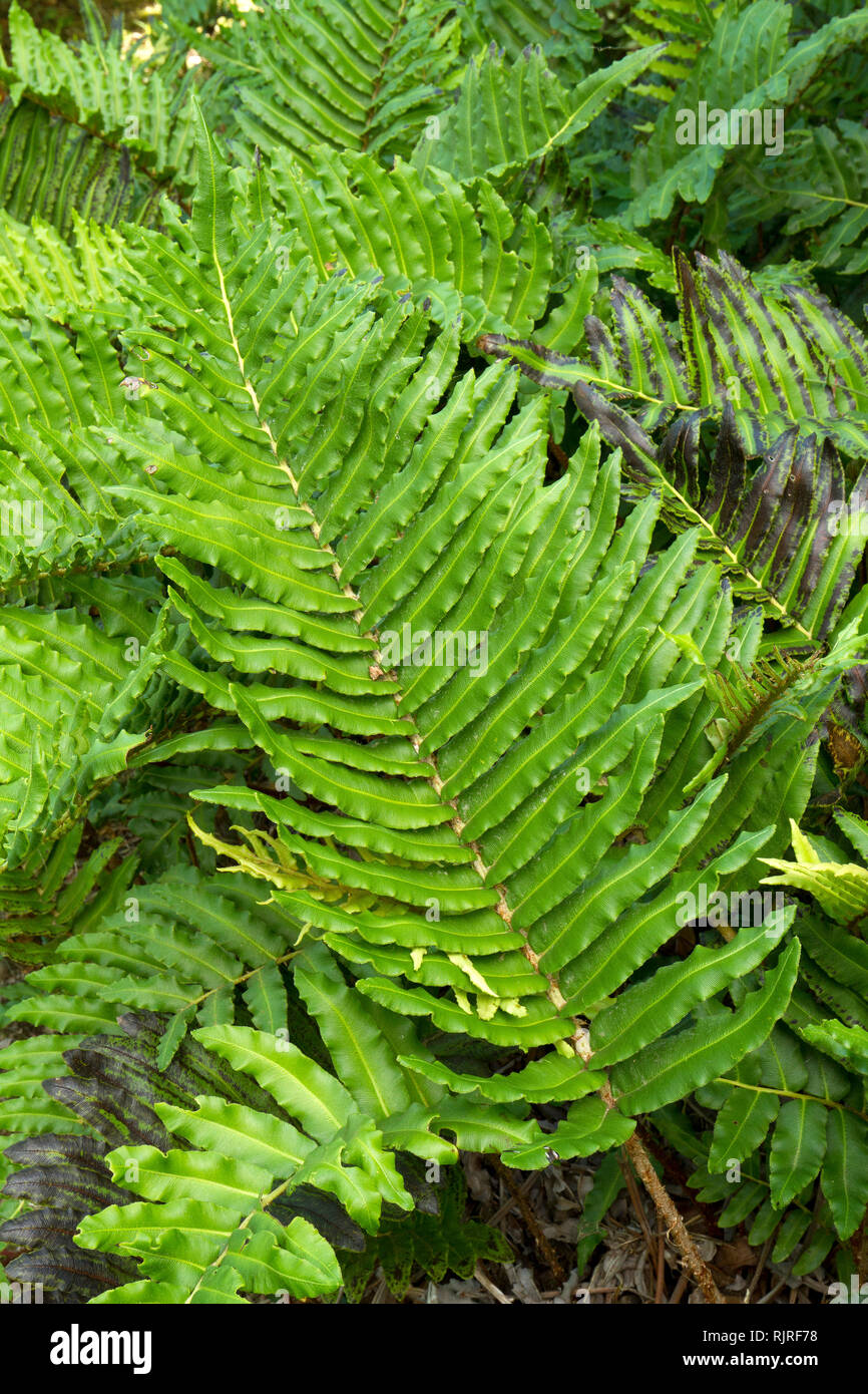 Blechnum chilense syn cordatum hard hi-res stock photography and images ...