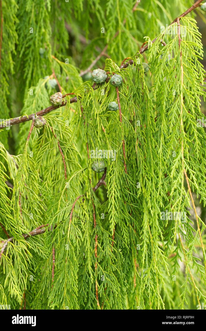 Weeping Cypress