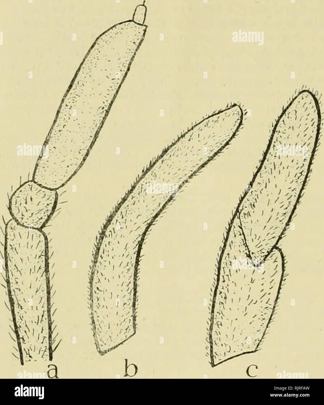 . The Australian zoologist. Zoology; Zoology; Zoology. 24 REVISIONAL ...