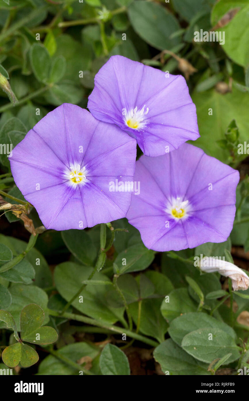Convolvulus blue flowers convolvulus hi-res stock photography and ...
