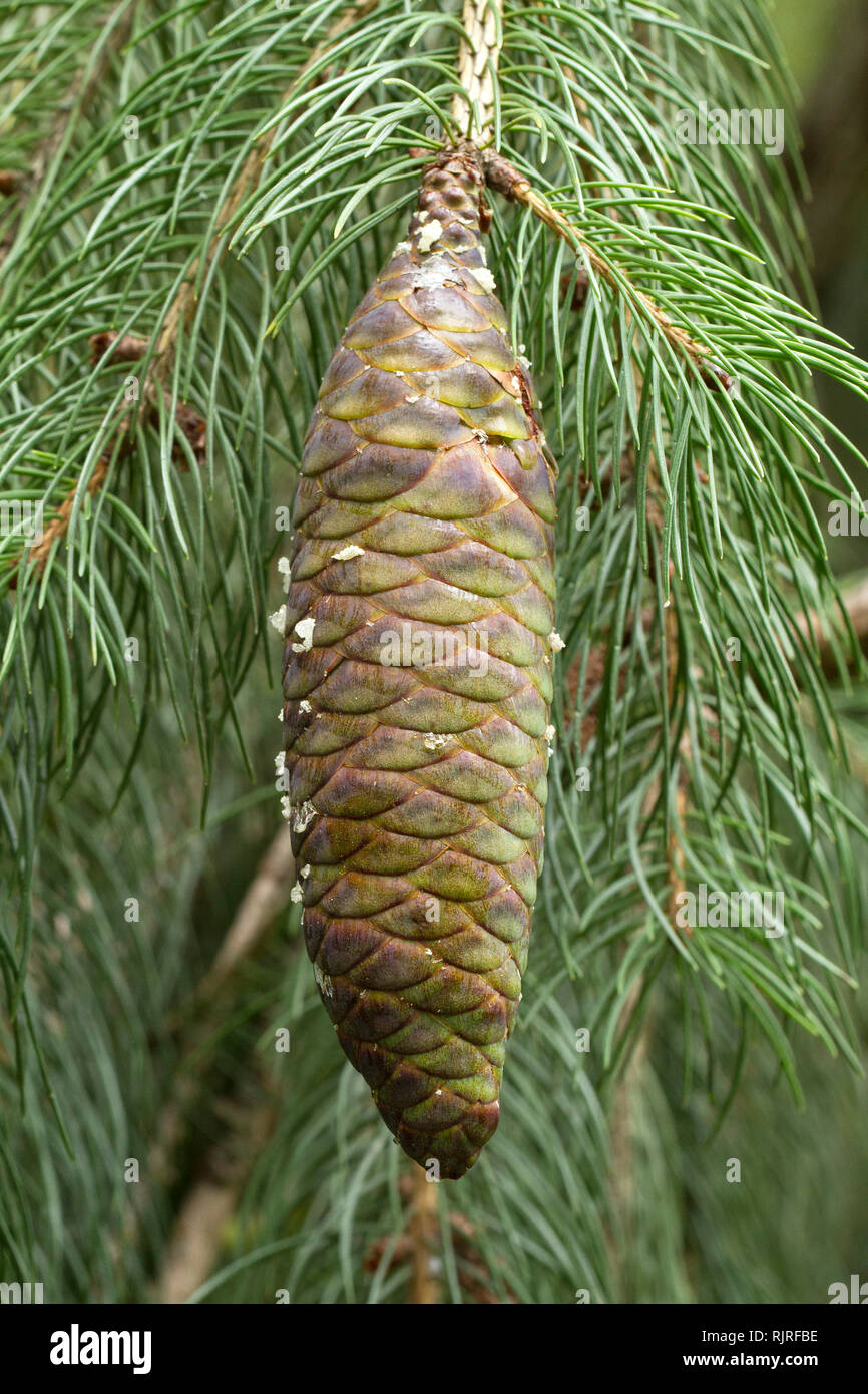 Himalayan spruce (Picea smithiana Stock Photo - Alamy
