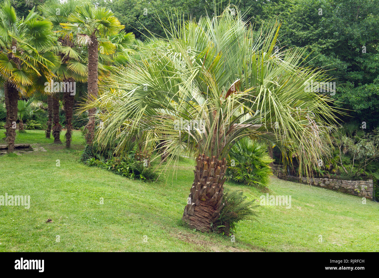 Butia odorata hi-res stock photography and images - Alamy