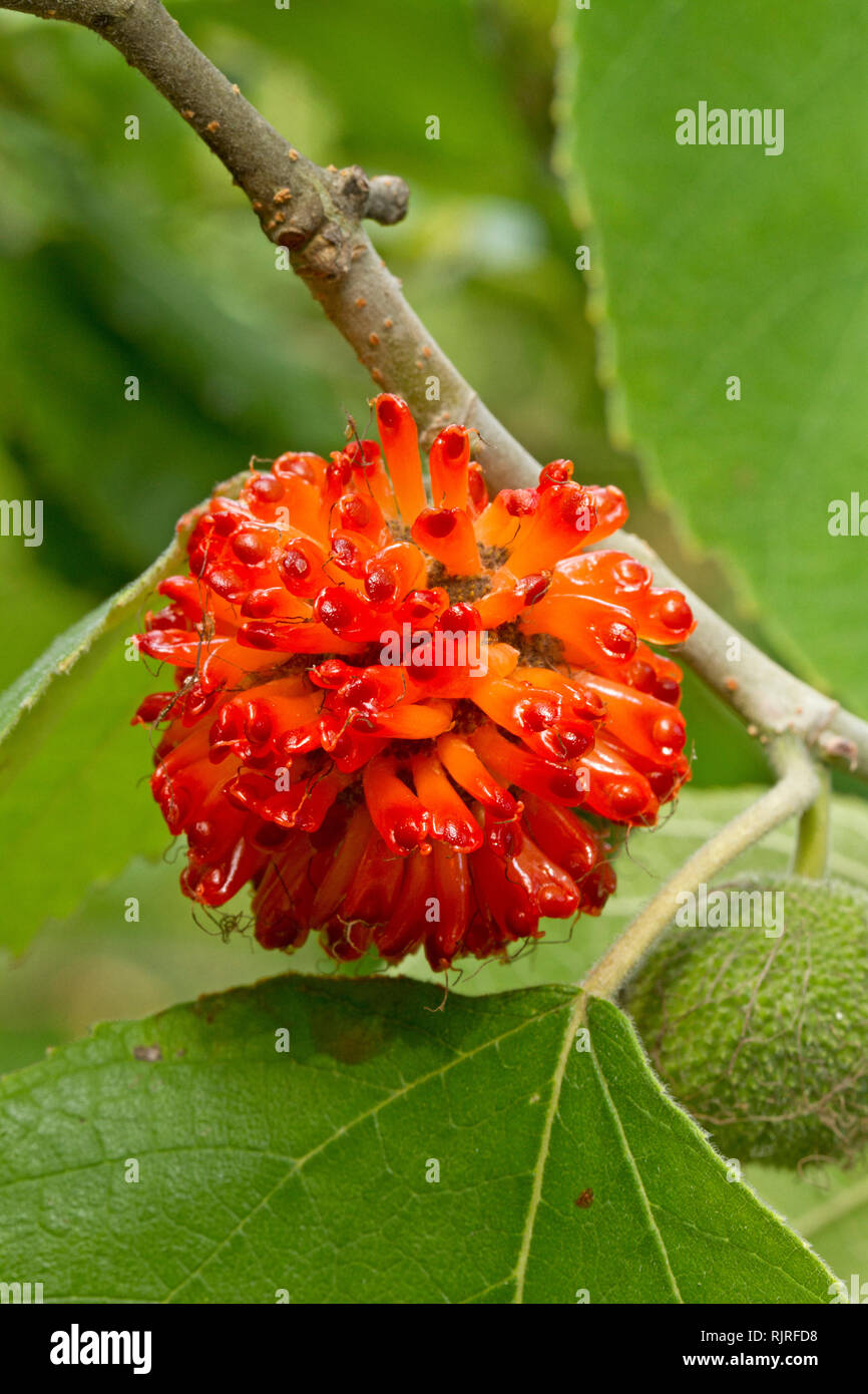 Paper mulberry (Broussonetia papyrifera Stock Photo - Alamy