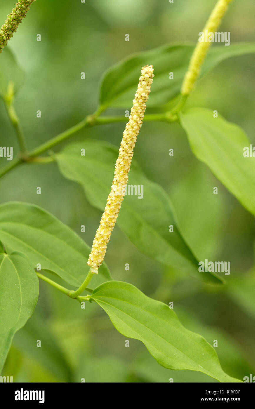 Pepper (Piper unguiculatum) flower Stock Photo - Alamy