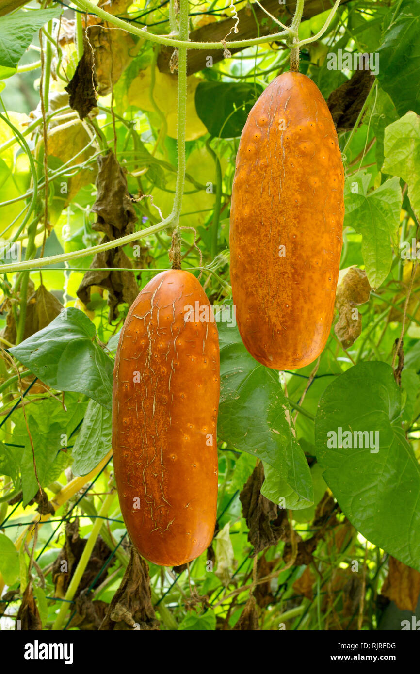 Cucumber cucumis sativus hi-res stock photography and images - Alamy