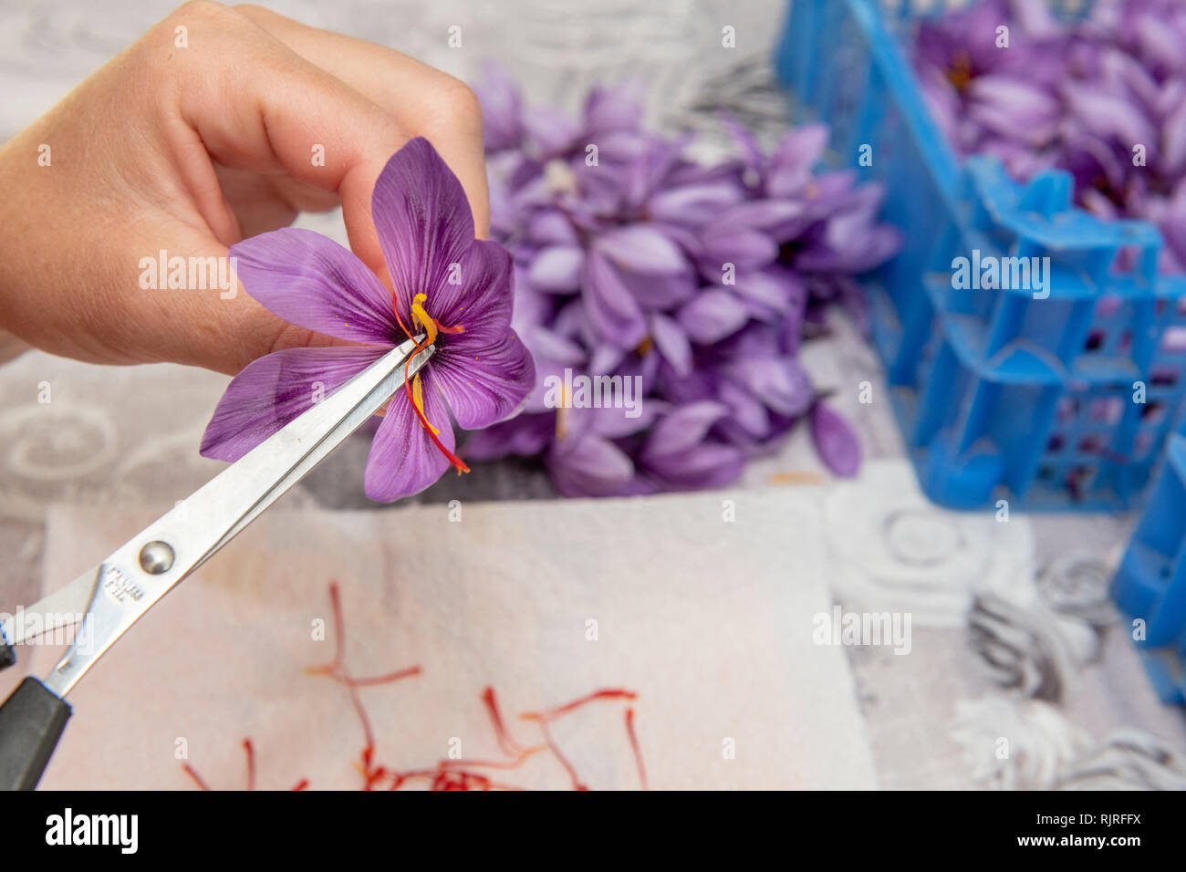 Harvest of saffron, sampling of red stigmas on saffron flower (Crocus ...