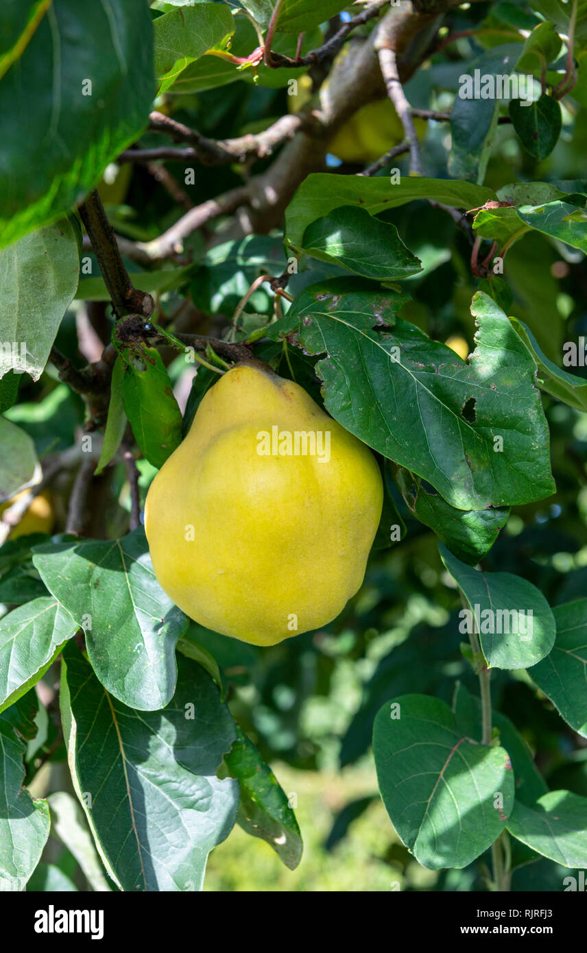Quince on the tree, summer, Pas de Calais, France Stock Photo - Alamy