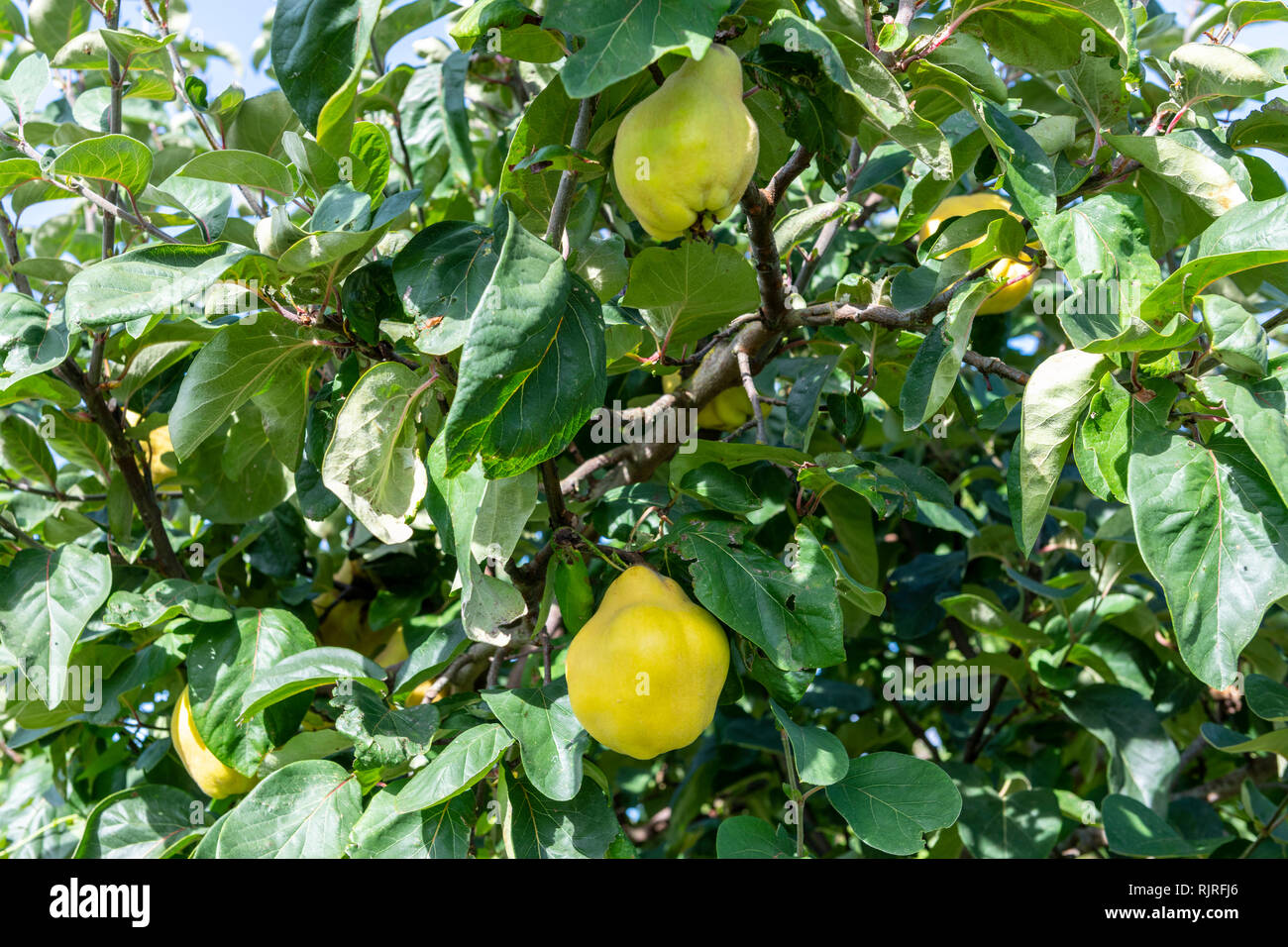 Cydonia sp hi-res stock photography and images - Alamy