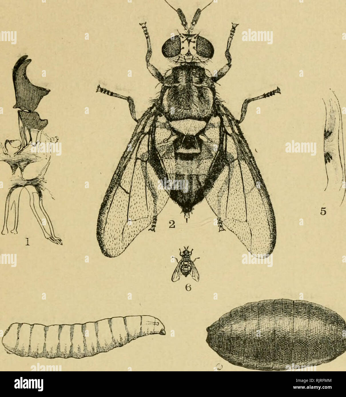 . Australian insects. Insects. DIPTERA. 307 Fruit-tly, Dacus (Tephritis ...