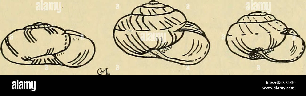 Tight whorls hi-res stock photography and images - Alamy