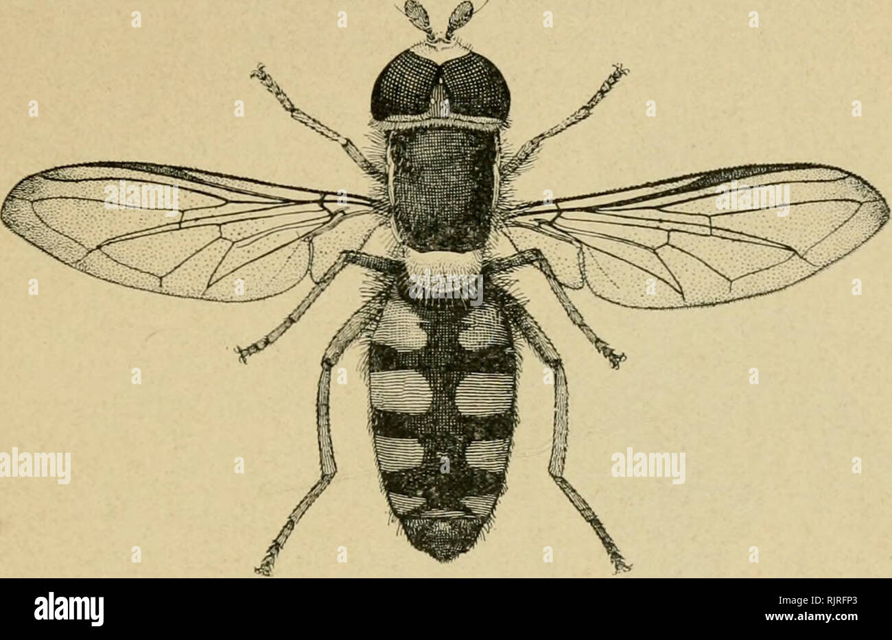 . Australian insects. Insects. DIPTERA. 303 thorax with yellow ...