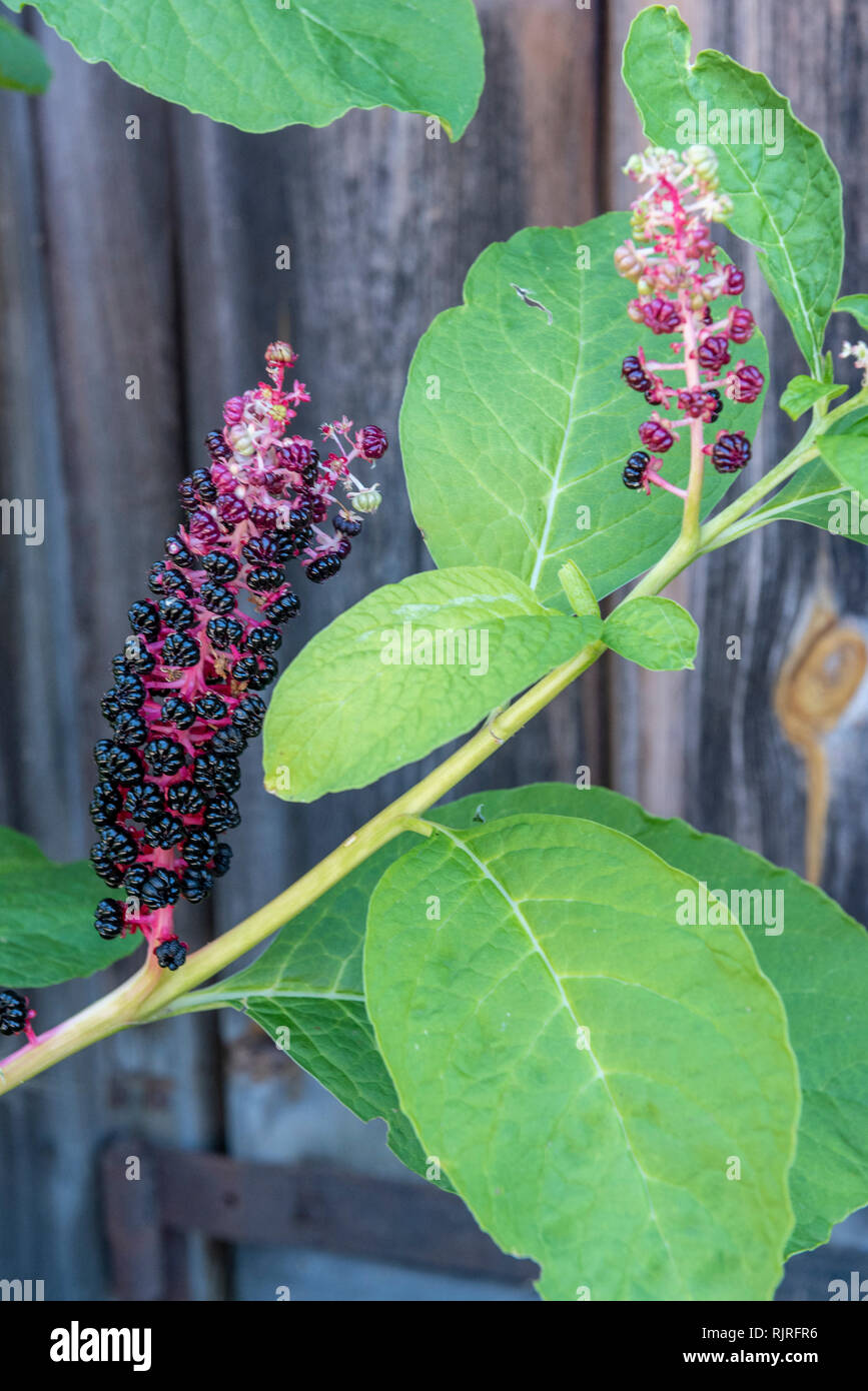 Berries of American pokeweed (Phytolacca americana Stock Photo - Alamy