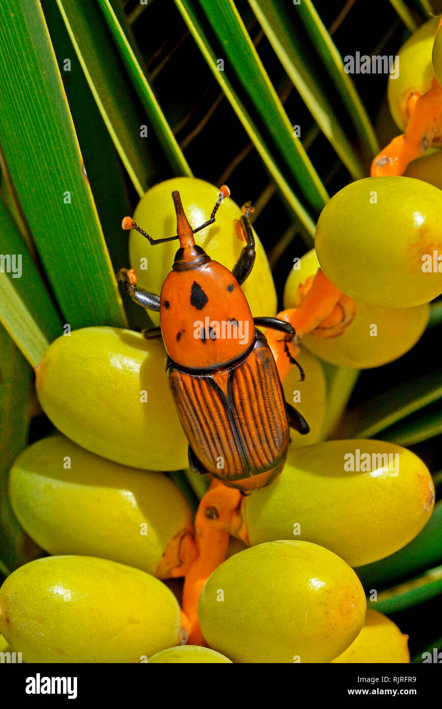 Red palm Weevil (Rhynchophorus ferrugineus) on Canary island date palm ...