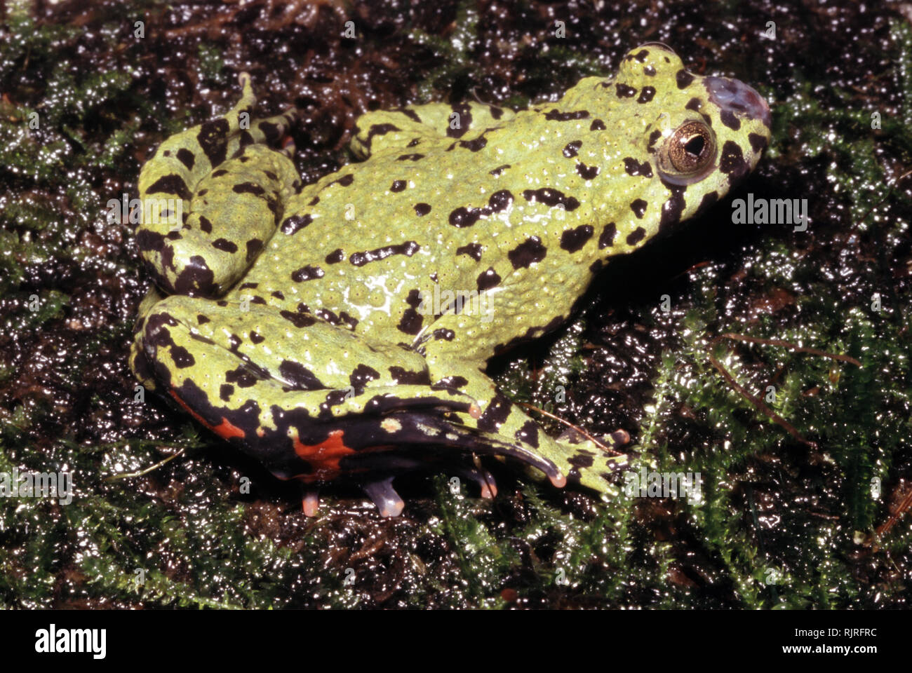Oriental fire-bellied toad (Bombina orientalis Stock Photo - Alamy