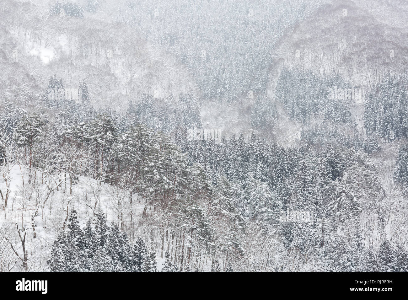 winter Landscape of Pine Forest at Shirakawago Chubu Japan Stock Photo ...