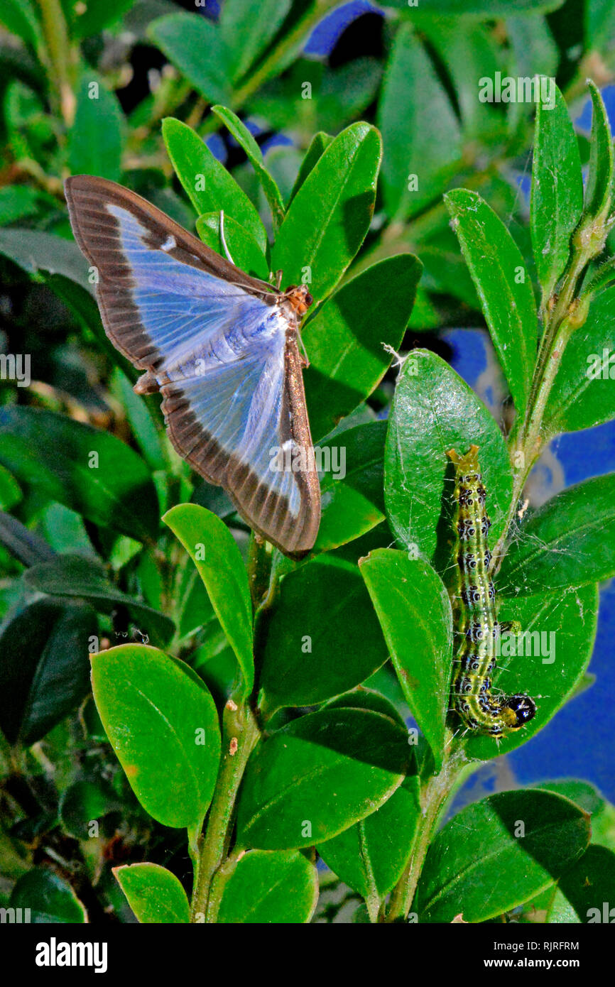 Common box buxus sempervirens garden hi-res stock photography and ...