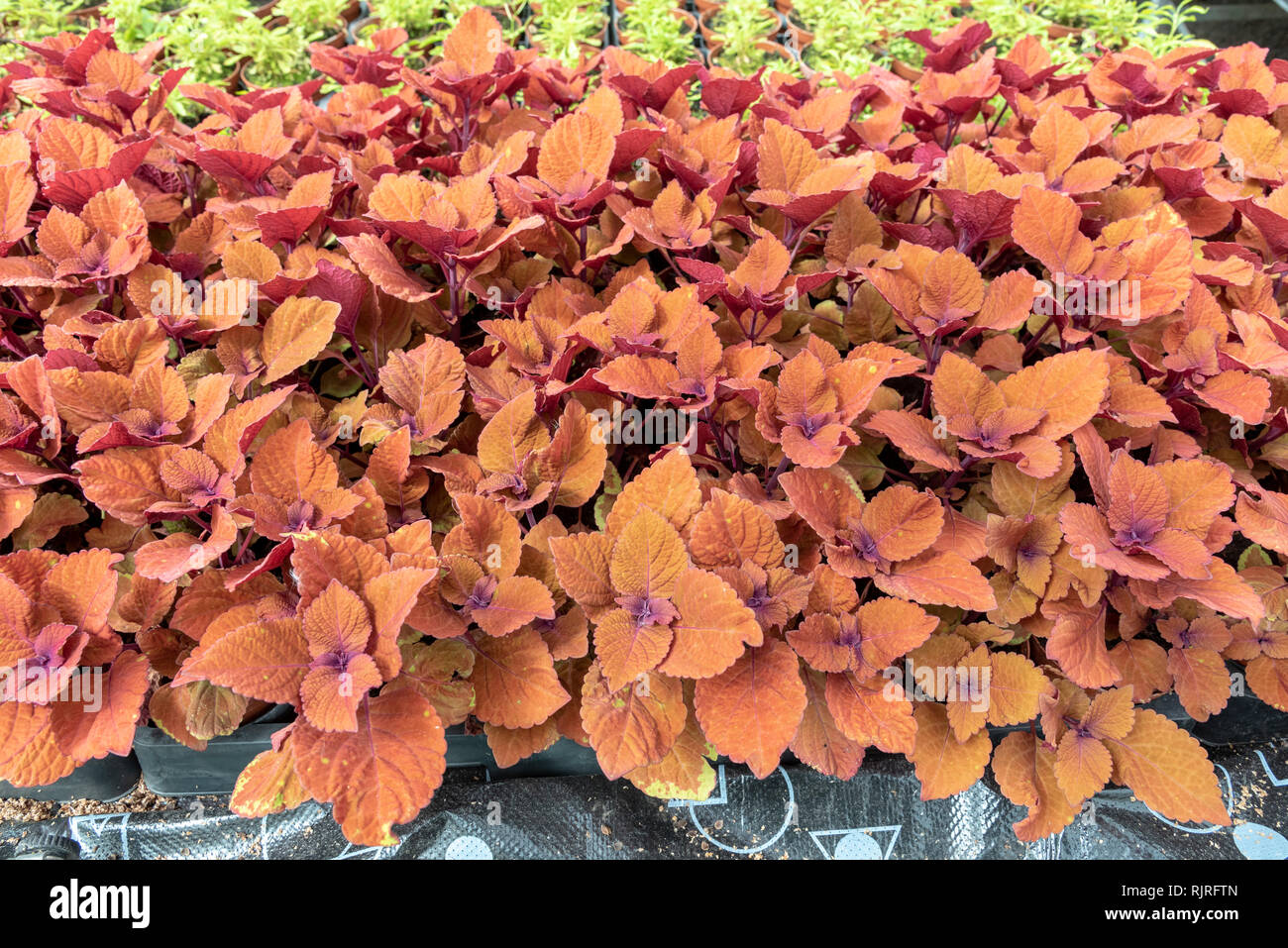 Campfire coleus hi-res stock photography and images - Alamy