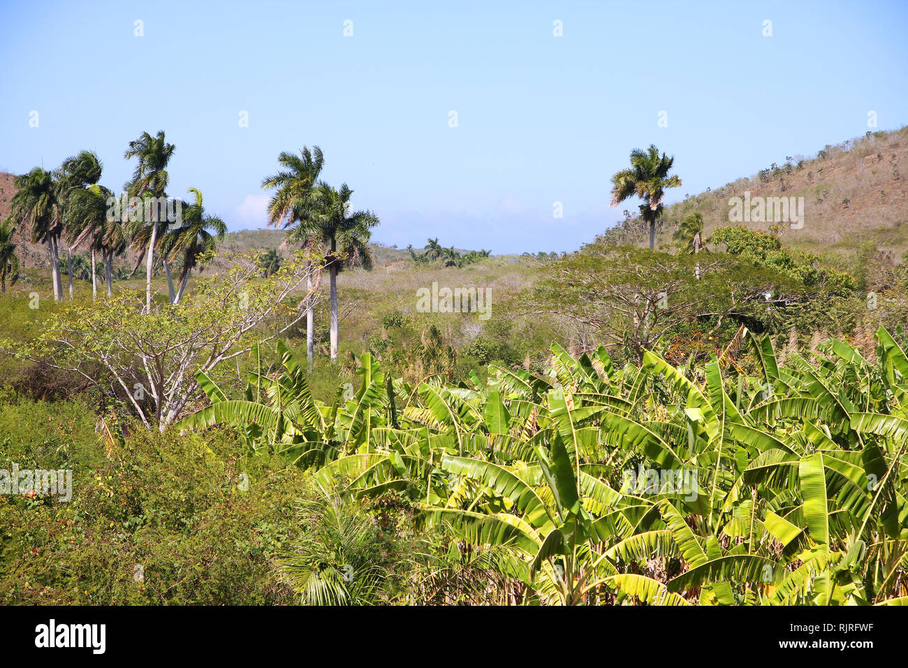 Cuba nature hi-res stock photography and images - Alamy