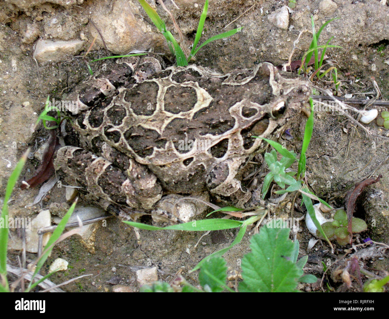 Painted frog (Discoglossus pictus Stock Photo - Alamy