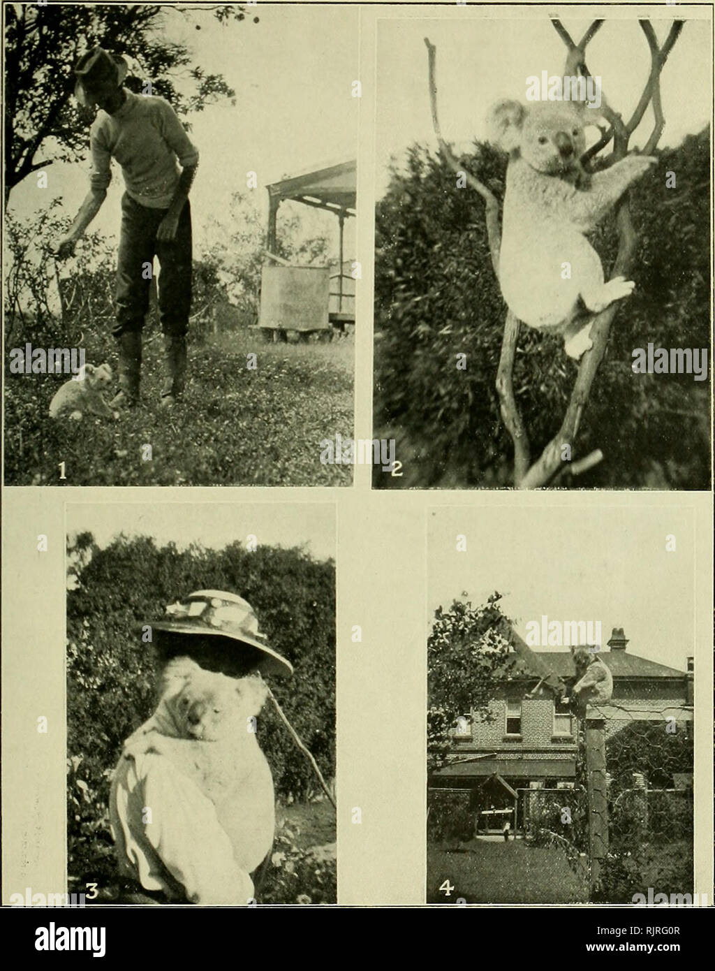 . The Australian zoologist. Zoology; Zoology; Zoology. Australian ...