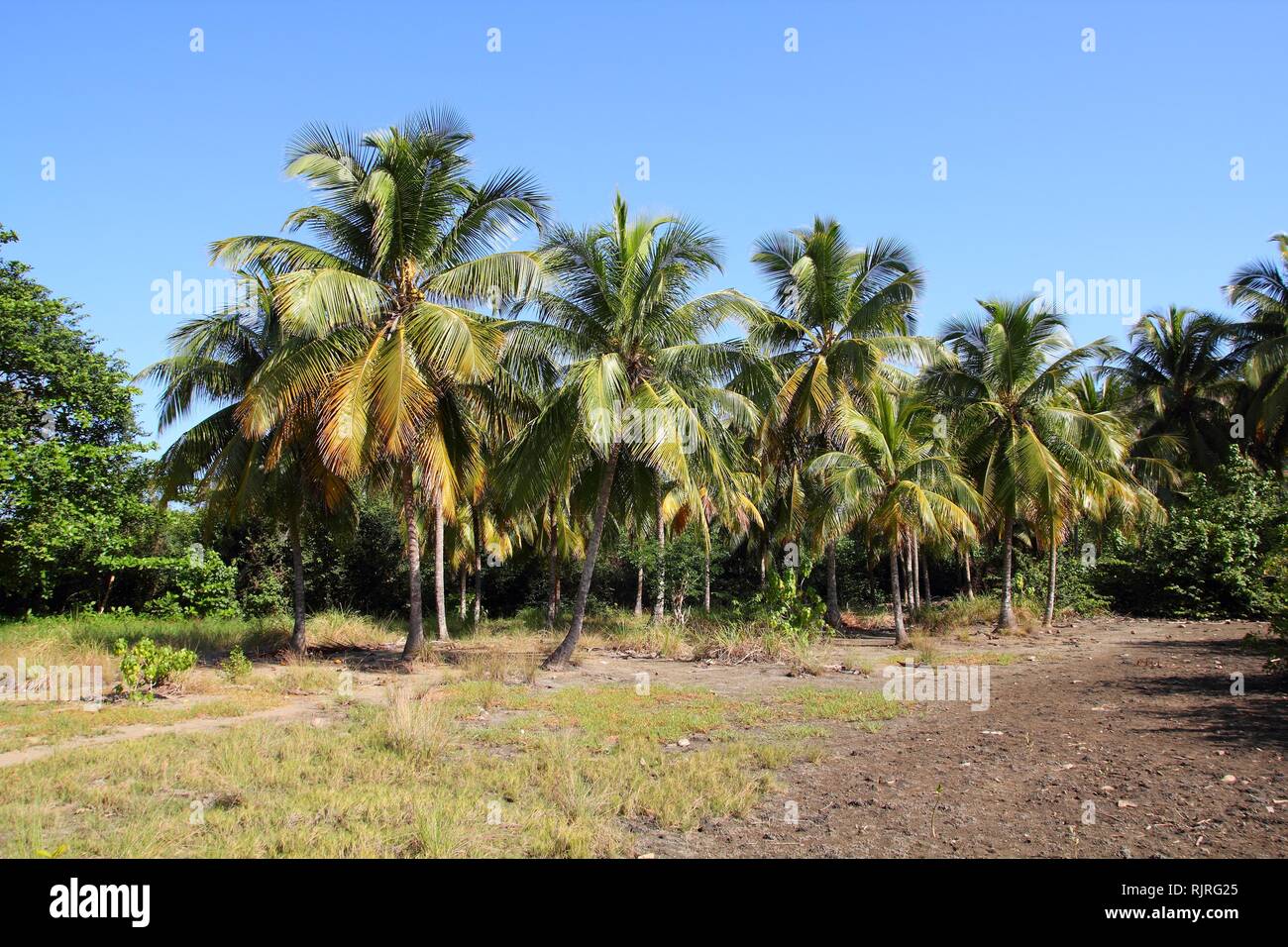 Baracoa, Cuba - coconut palm trees, natural landscape Stock Photo - Alamy