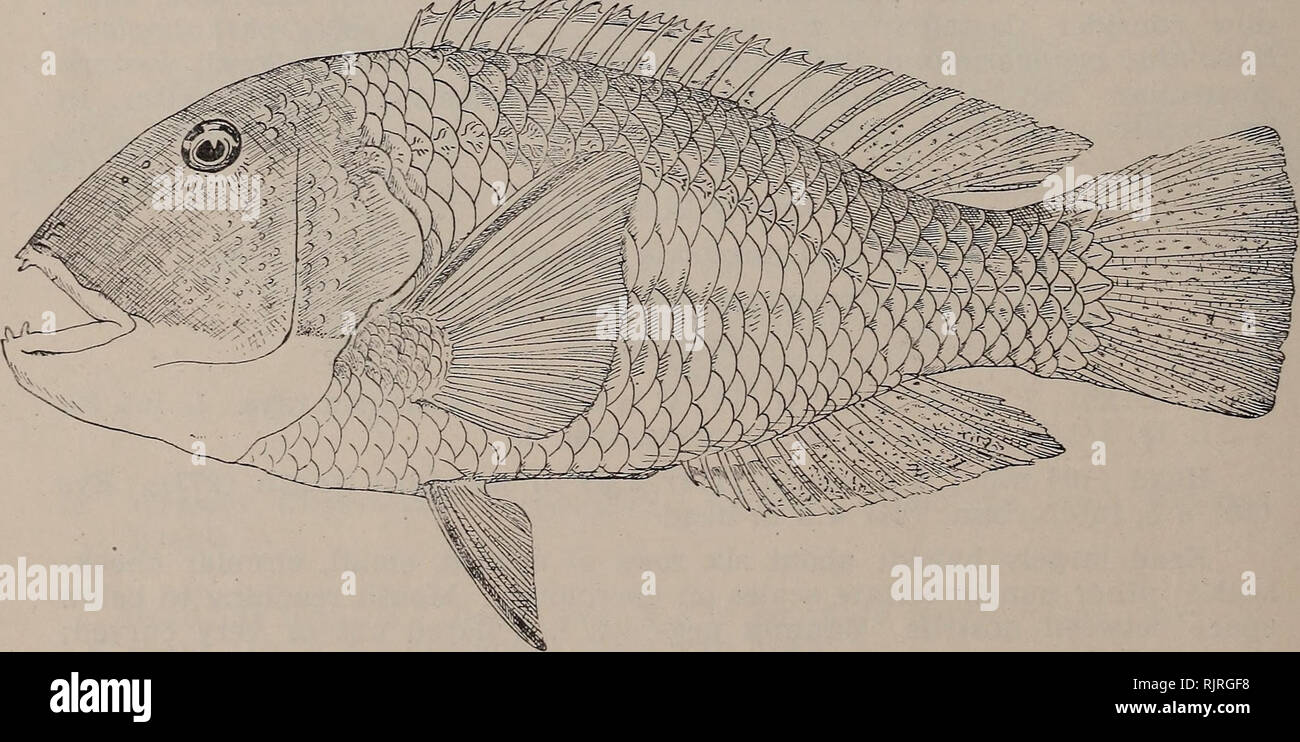 . The Australian zoologist. Zoology; Zoology; Zoology. 30 NEW SHARKS ...