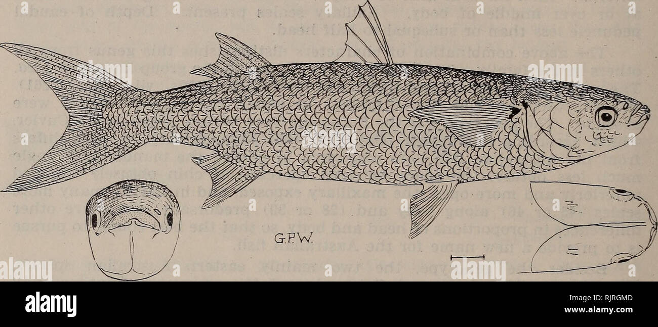 . The Australian zoologist. Zoology; Zoology; Zoology. 16 NEW SHARKS ...