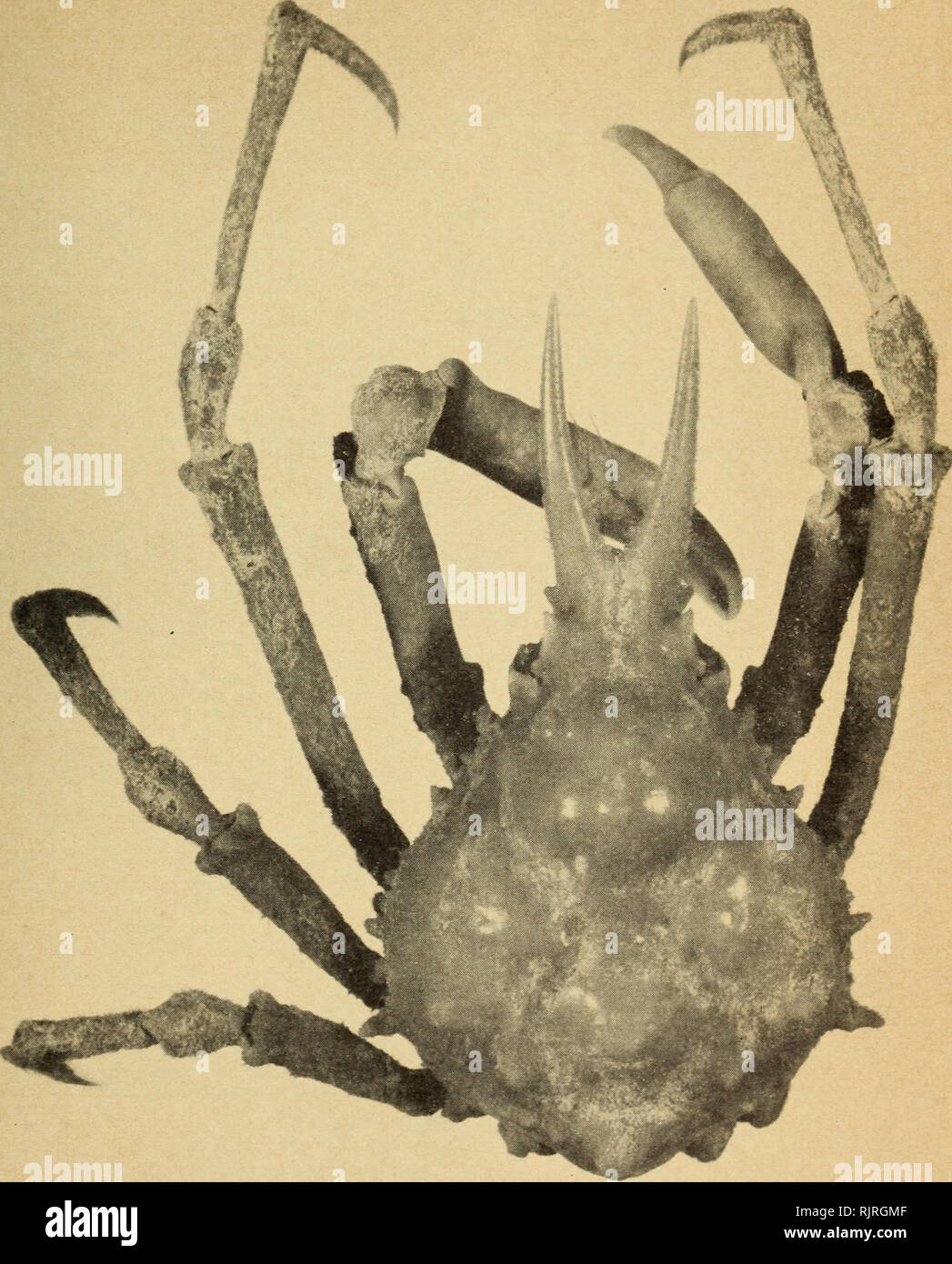 Australian crab spider hi-res stock photography and images - Alamy