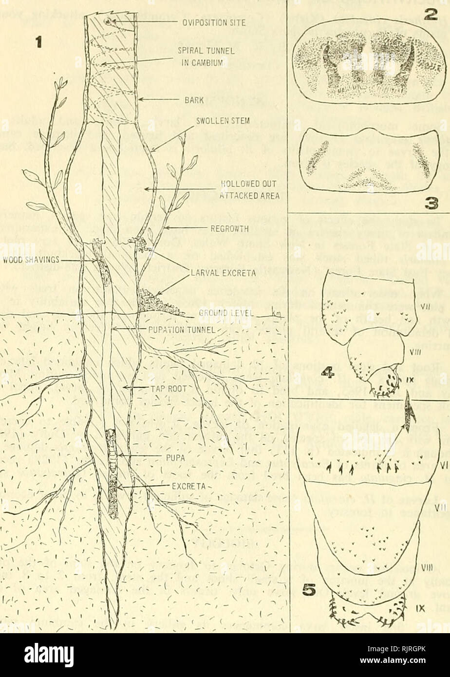 . The Australian zoologist. Zoology; Zoology; Zoology. 300 OBSERVATIONS ...