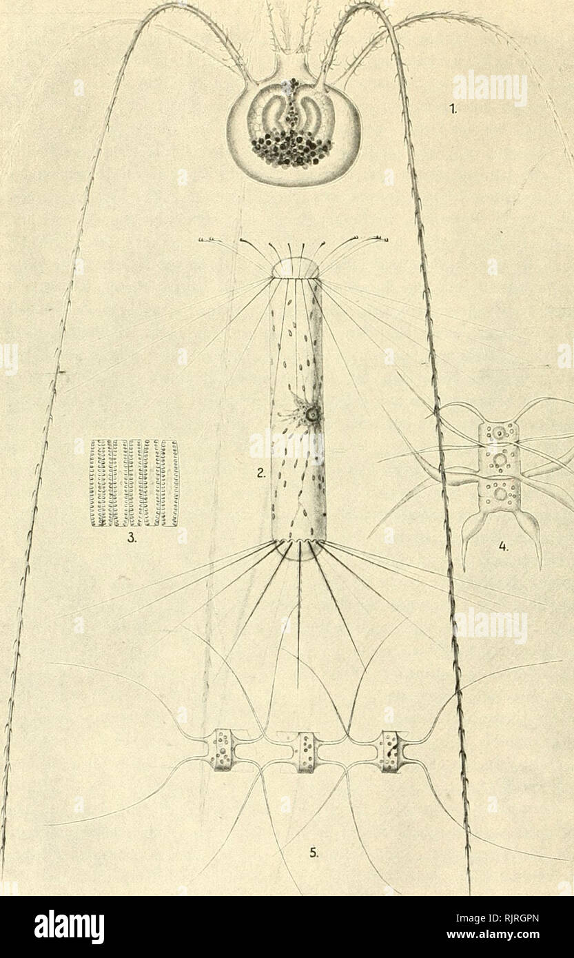 Fragilaria sp hi-res stock photography and images - Alamy