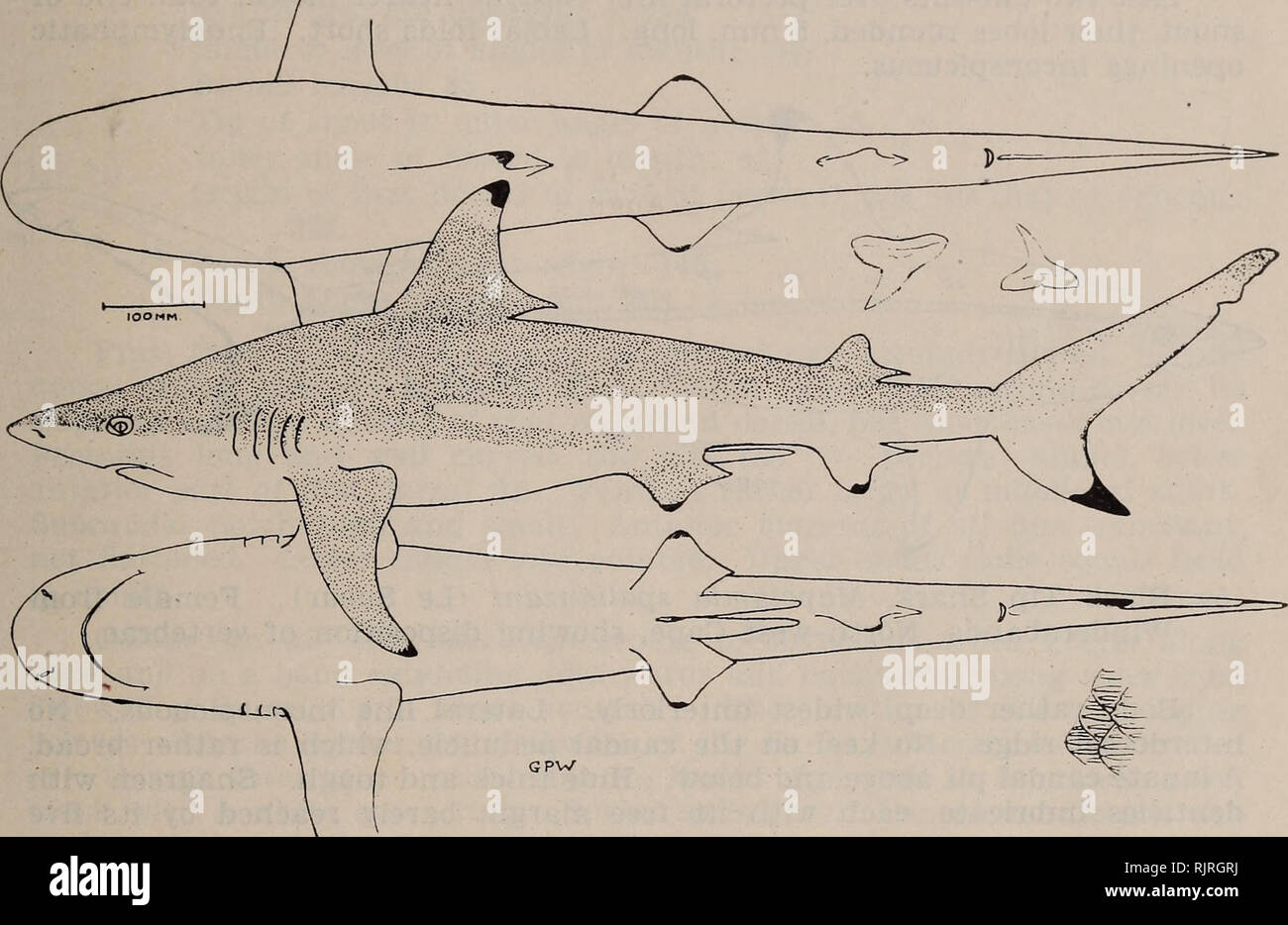 Interdorsal fin hi-res stock photography and images - Alamy