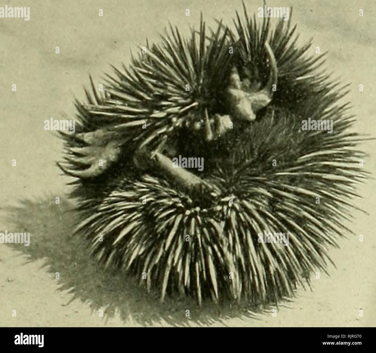 Zoologist release hi-res stock photography and images - Alamy