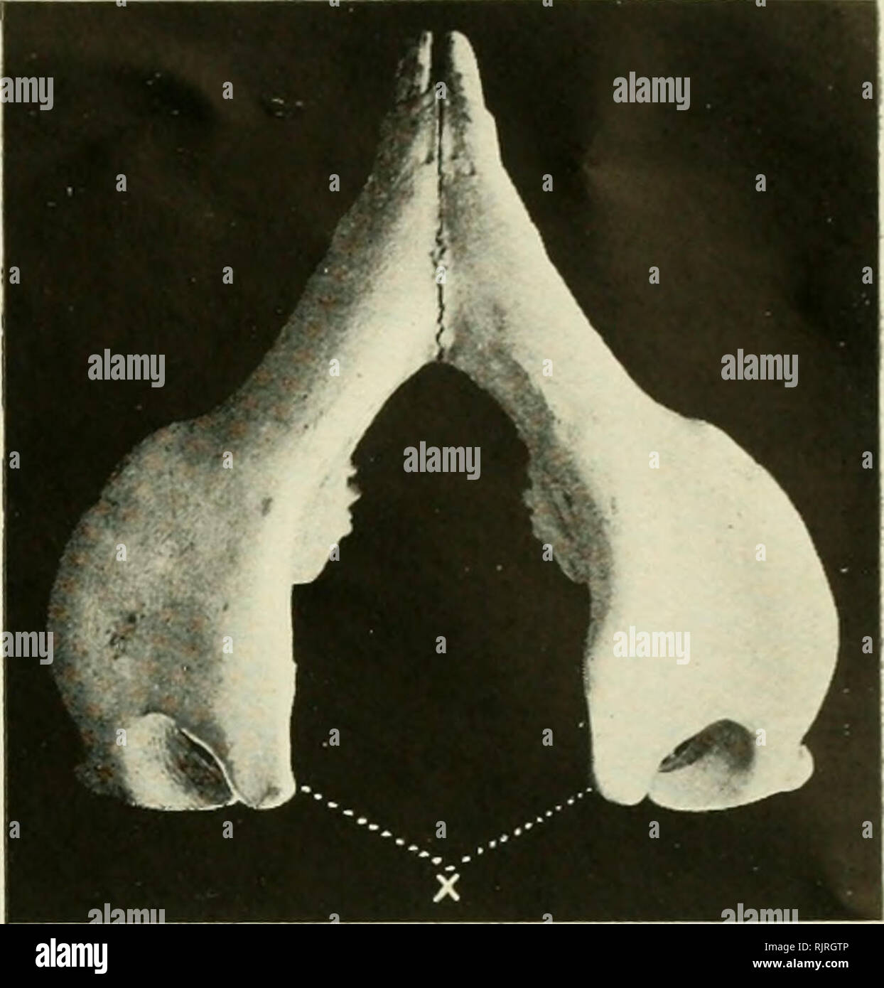 . The Australian Museum magazine. Natural history. Skull of a Tasmanian ...