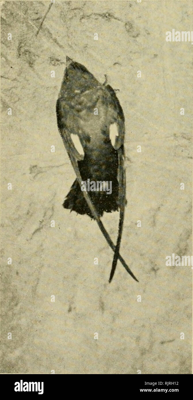 . The Australian zoologist. Zoology; Zoology; Zoology. THE SPINE-TAILED ...