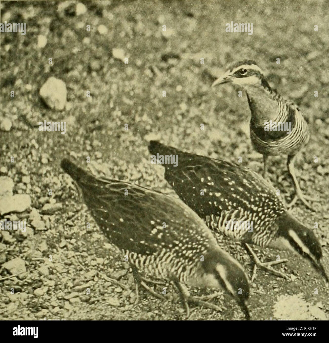 Australian Dragoon High Resolution Stock Photography and Images - Alamy