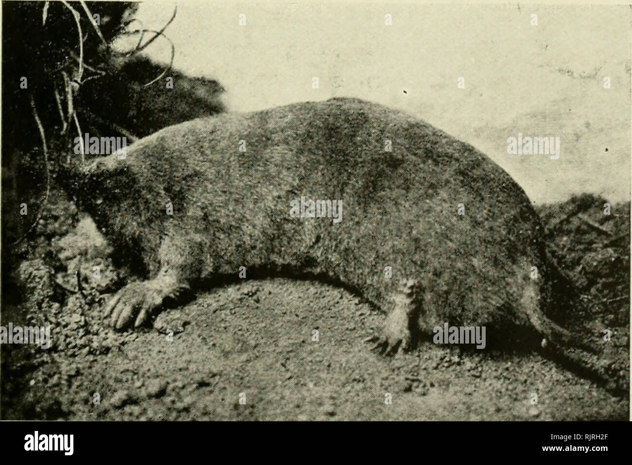 Southern Marsupial Mole