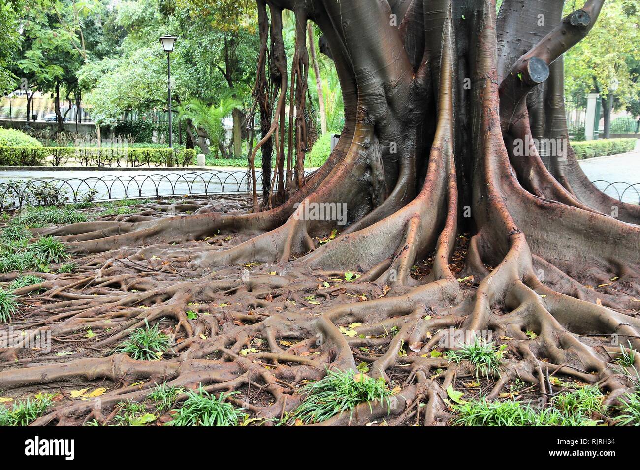 Moreton bay fig tree maria luisa hi-res stock photography and images ...