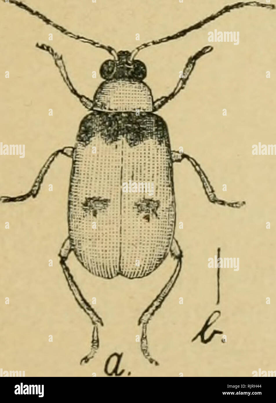 Australian beetle eggs hi-res stock photography and images - Alamy