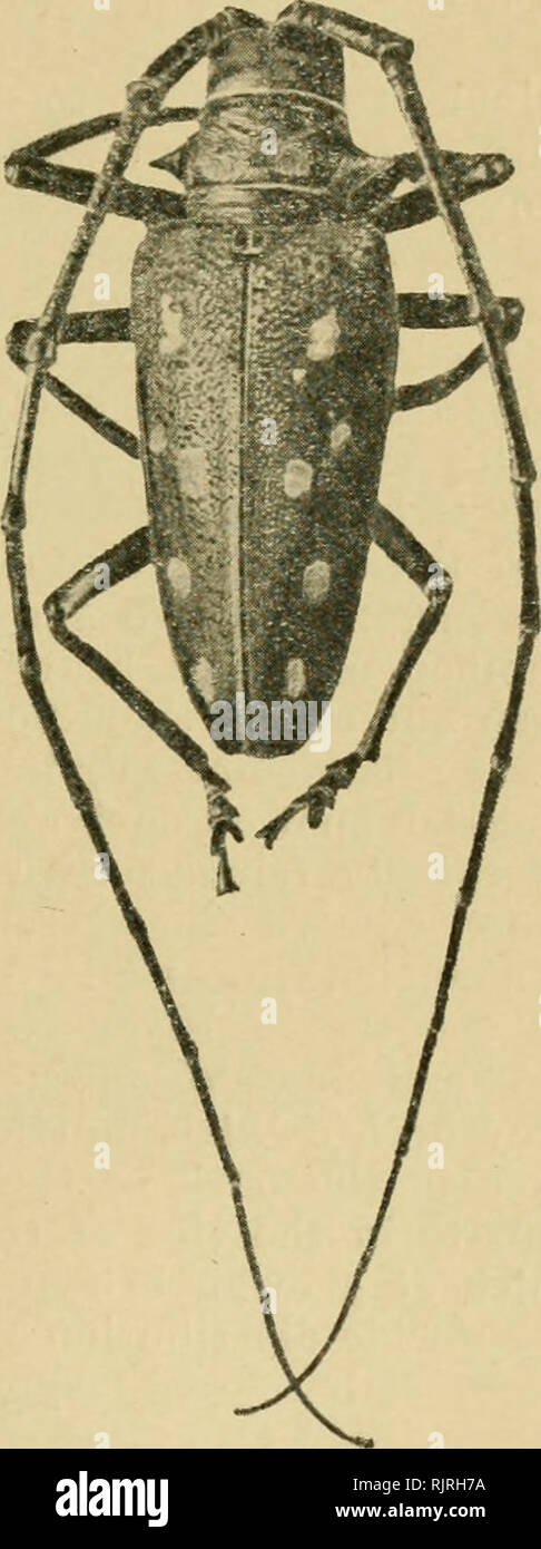 . Australian insects. Insects. COLEOl'TERA. 197 This species comes from ...