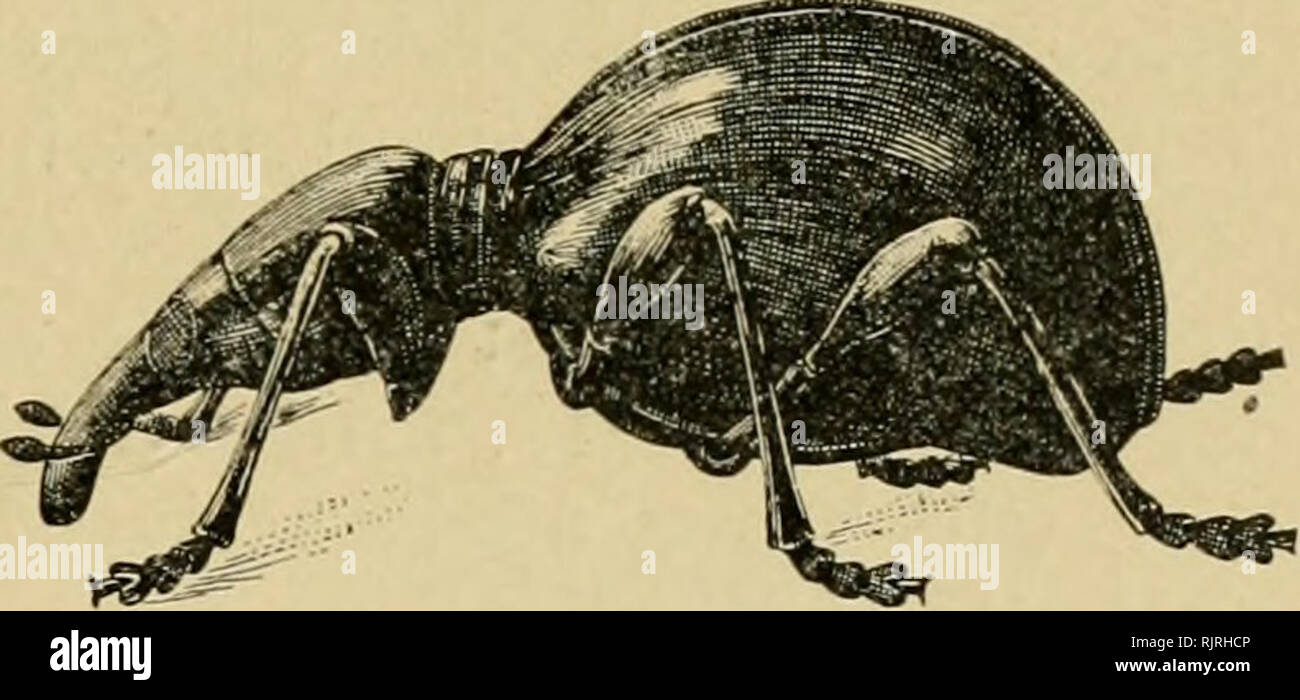 . Australian insects. Insects. COLEOPTERA. 187 pine tree in the scrub ...