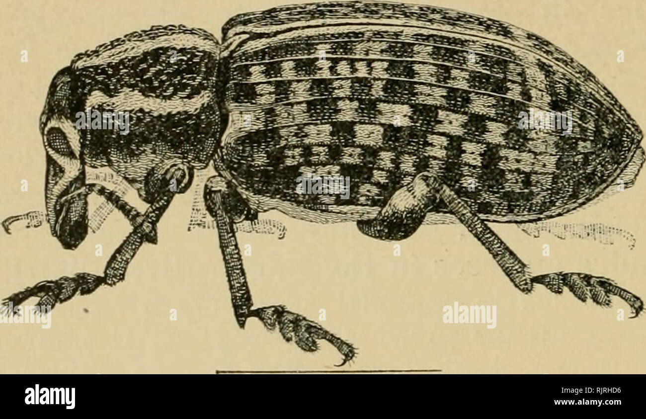 . Australian insects. Insects. 186 COLEOPTERA. upon many other species ...