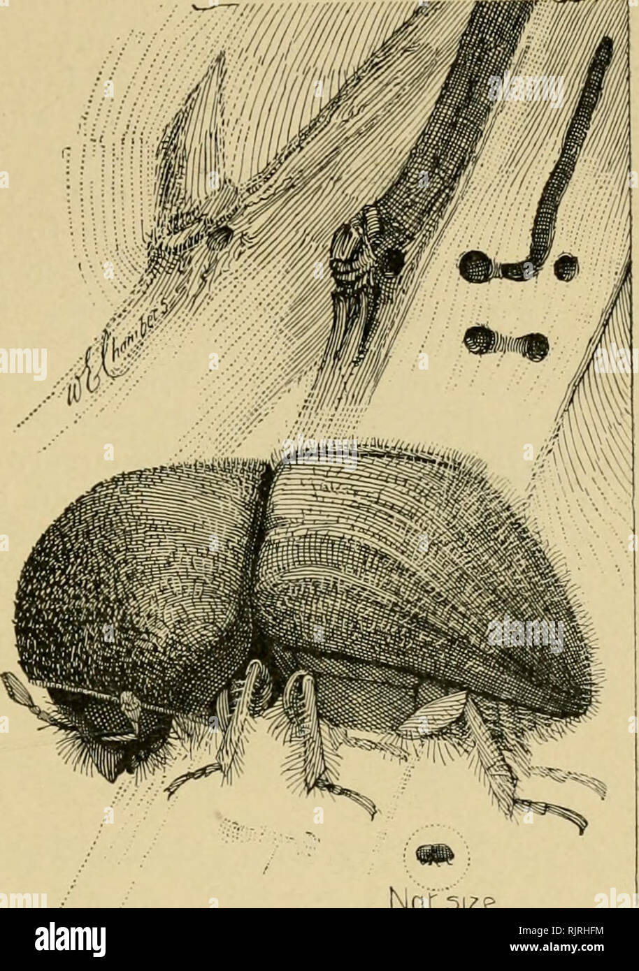 . Australian insects. Insects. COLEOPTERA. 17f> front and hidden from ...