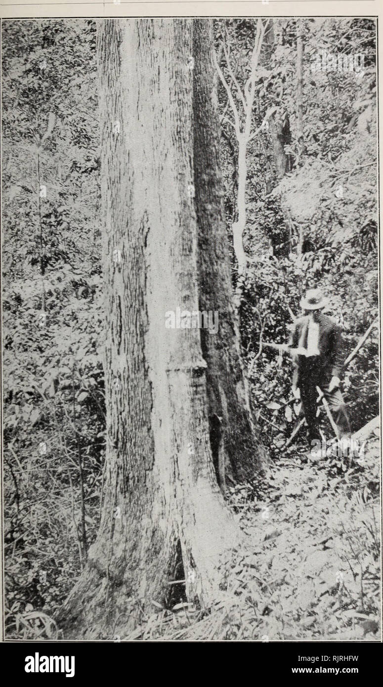 . Australian rain-forest trees, excluding the species confined to the ...