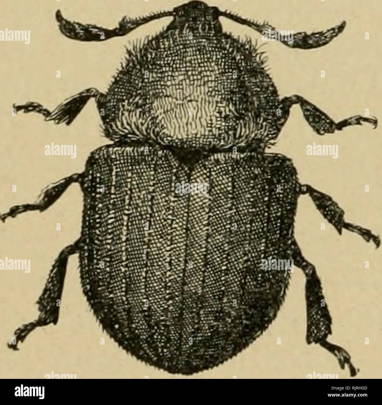 Only a few species are pests hi-res stock photography and images - Alamy